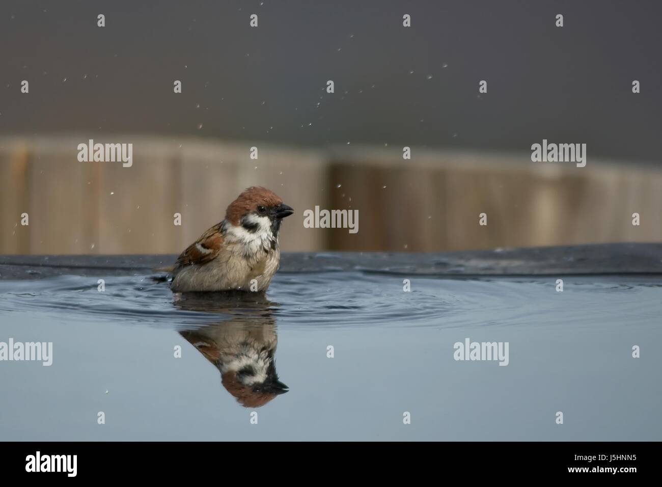 mirroring tele sparrow wildlife singing-bird bobolinks water drop ...