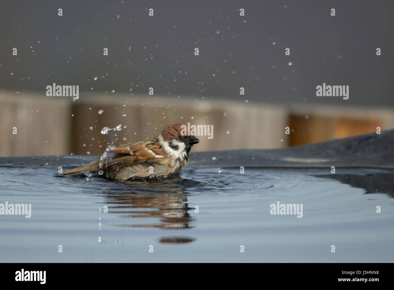 mirroring tele sparrow wildlife singing-bird bobolinks water drop ...