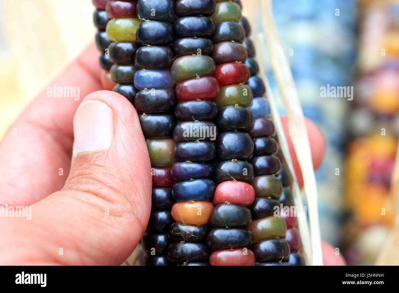 Close up of Glass Gem corn Stock Photo - Alamy