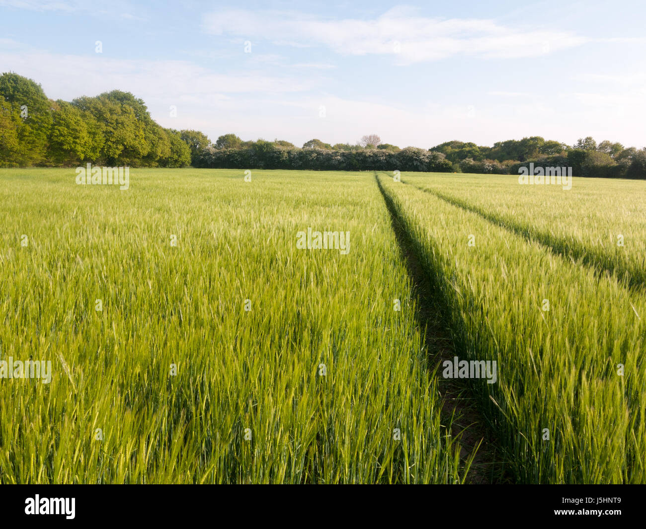gorgeous crop field outside growing in the sun light shimmering farm ...