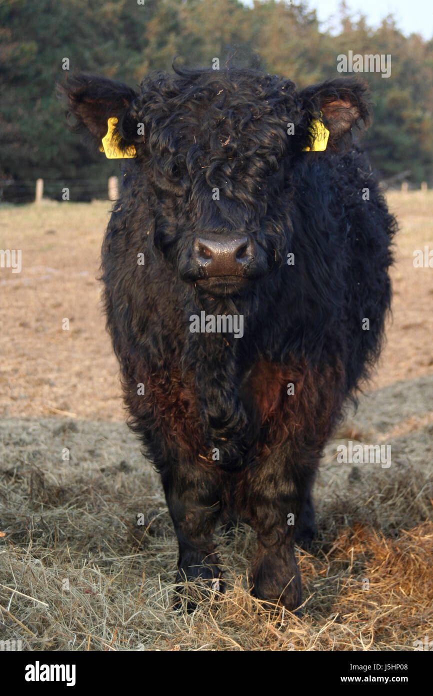 animal agriculture farming cow bovine ecology hay straw landlive farm ...