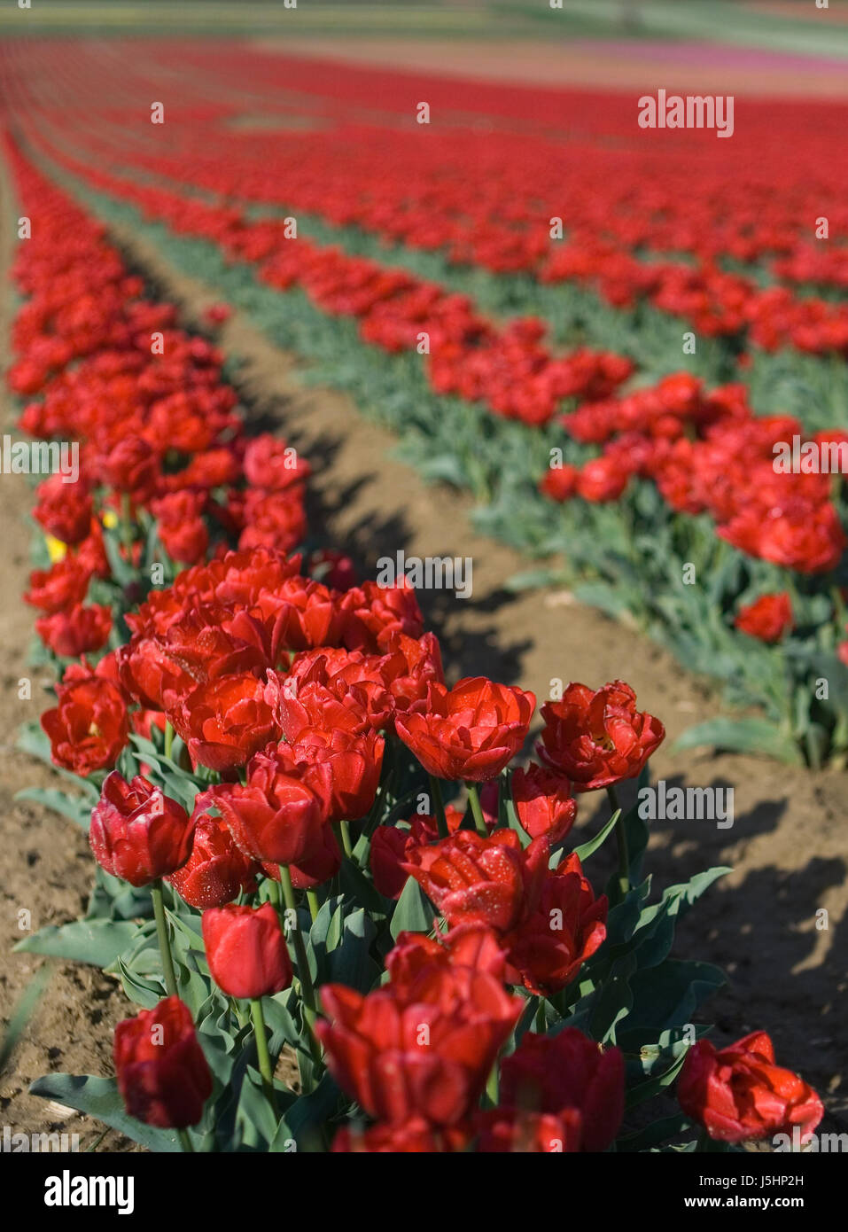 bloom blossom flourish flourishing field flower flowers plant coloured ...