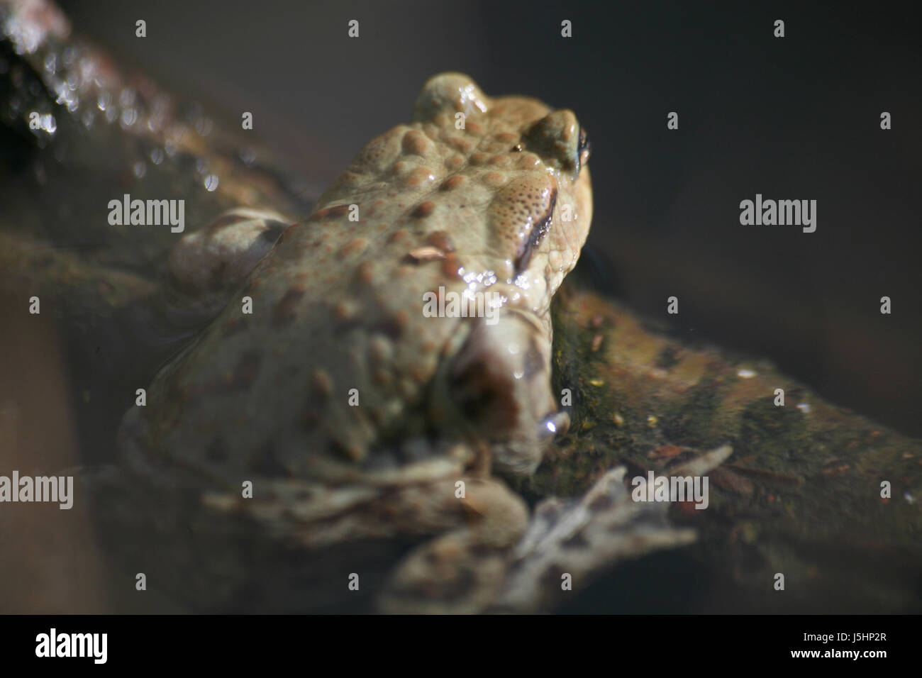 amphibian frog toads fresh water pond water toad frogs spawn ...