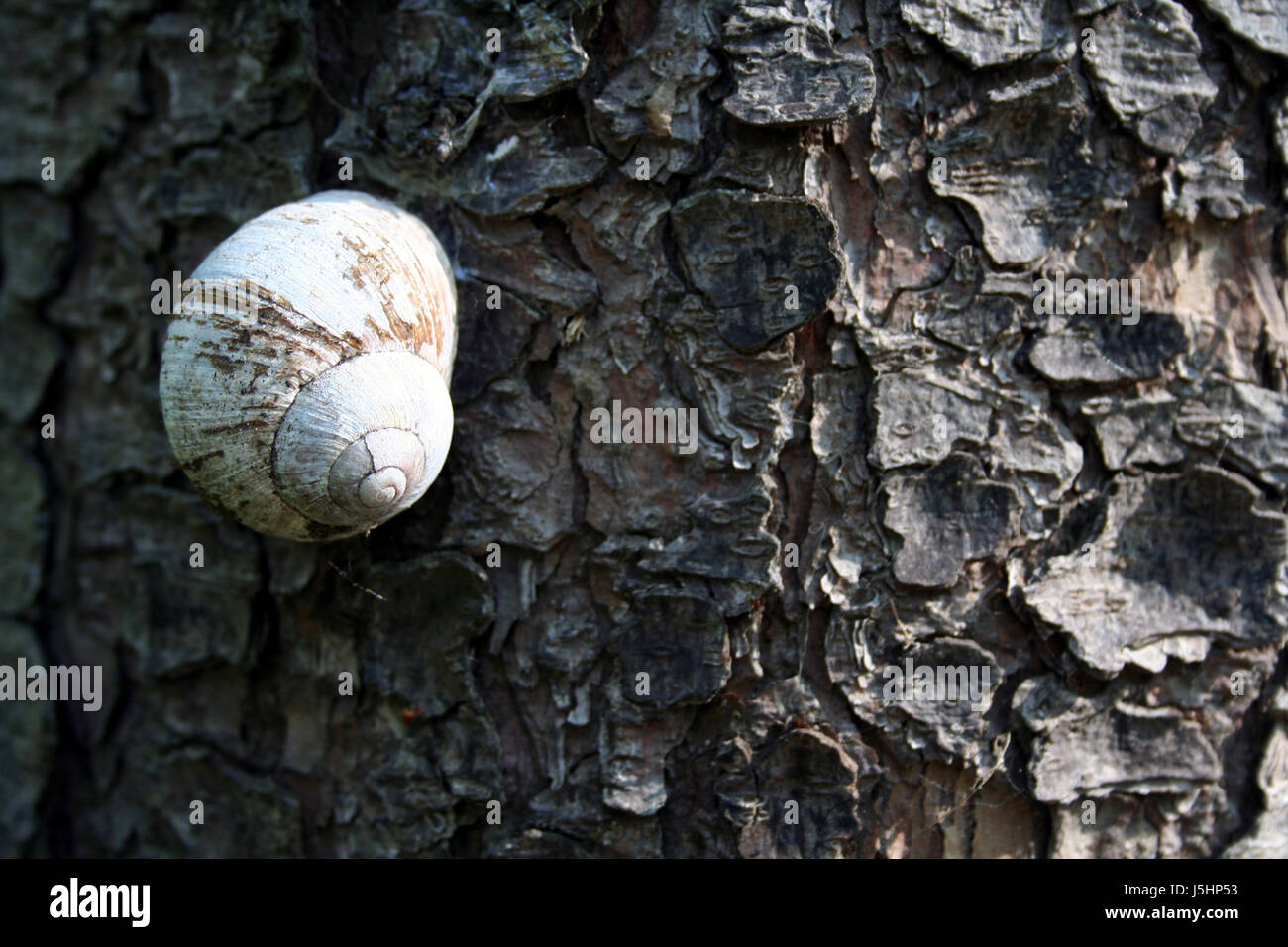 trunk,bark,snail,edible snail,snail shell,cabinet,housing,fissured ...