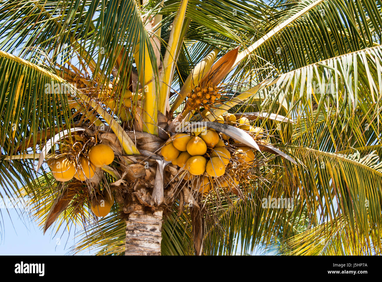 Looking up into the heart of a coconut tree fully loaded with ripe ...
