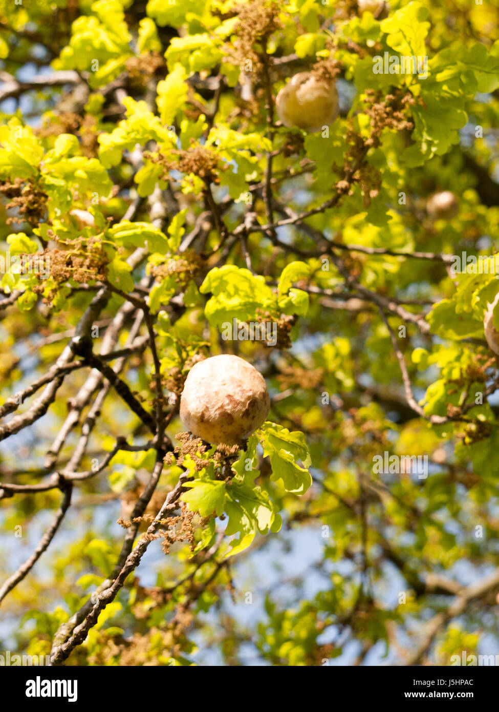 a fresh oak apple growing on a tree outside beauty nature Stock Photo ...