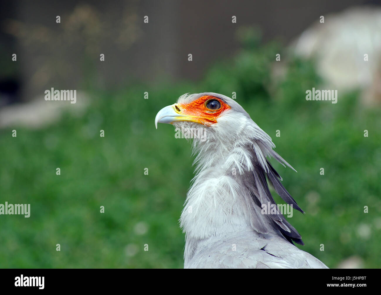 Vogel raptor hi-res stock photography and images - Alamy