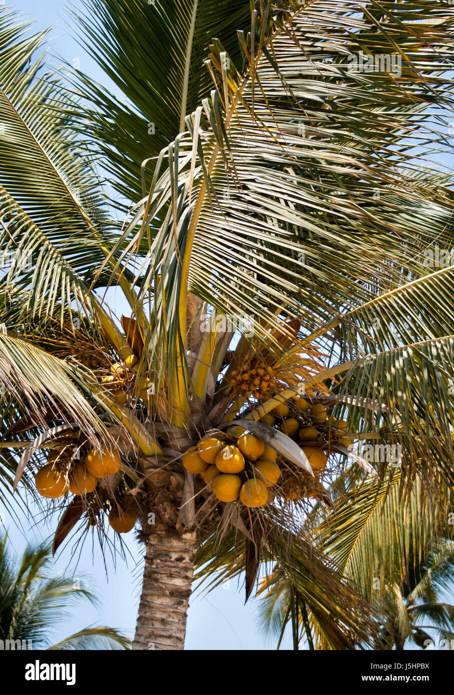 Looking up into the heart of a coconut tree fully loaded with ripe ...