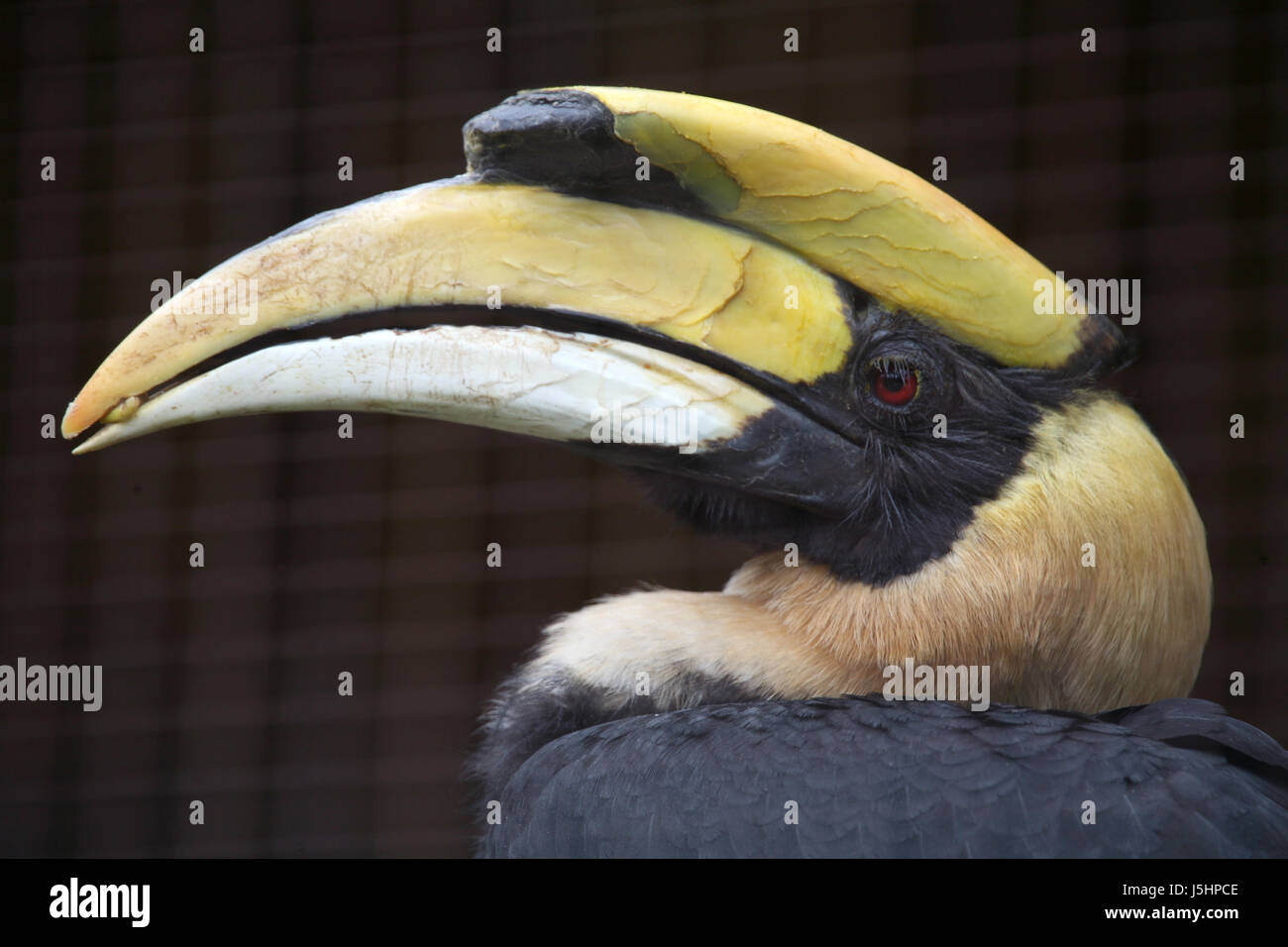 big large enormous extreme powerful imposing immense relevant animal ...