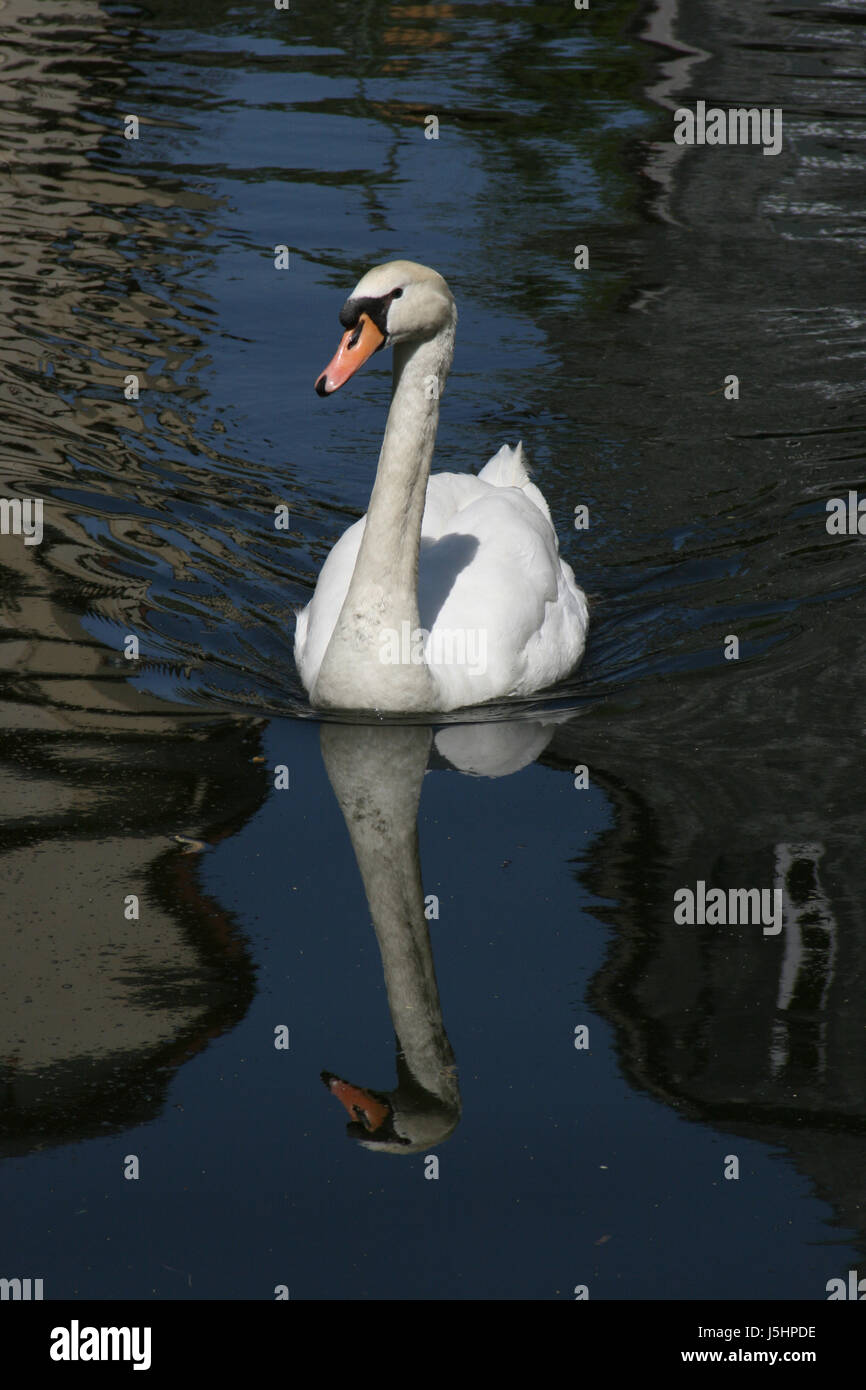bird swan birds waves mirroring majestic river water swimming swiming ...