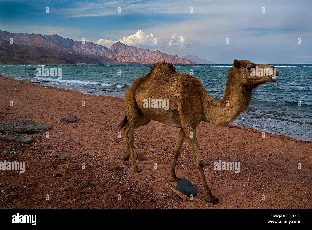 the beach camel Stock Photo - Alamy