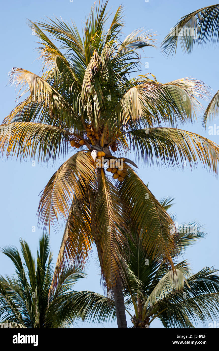 Looking up into the heart of a coconut tree fully loaded with ripe ...