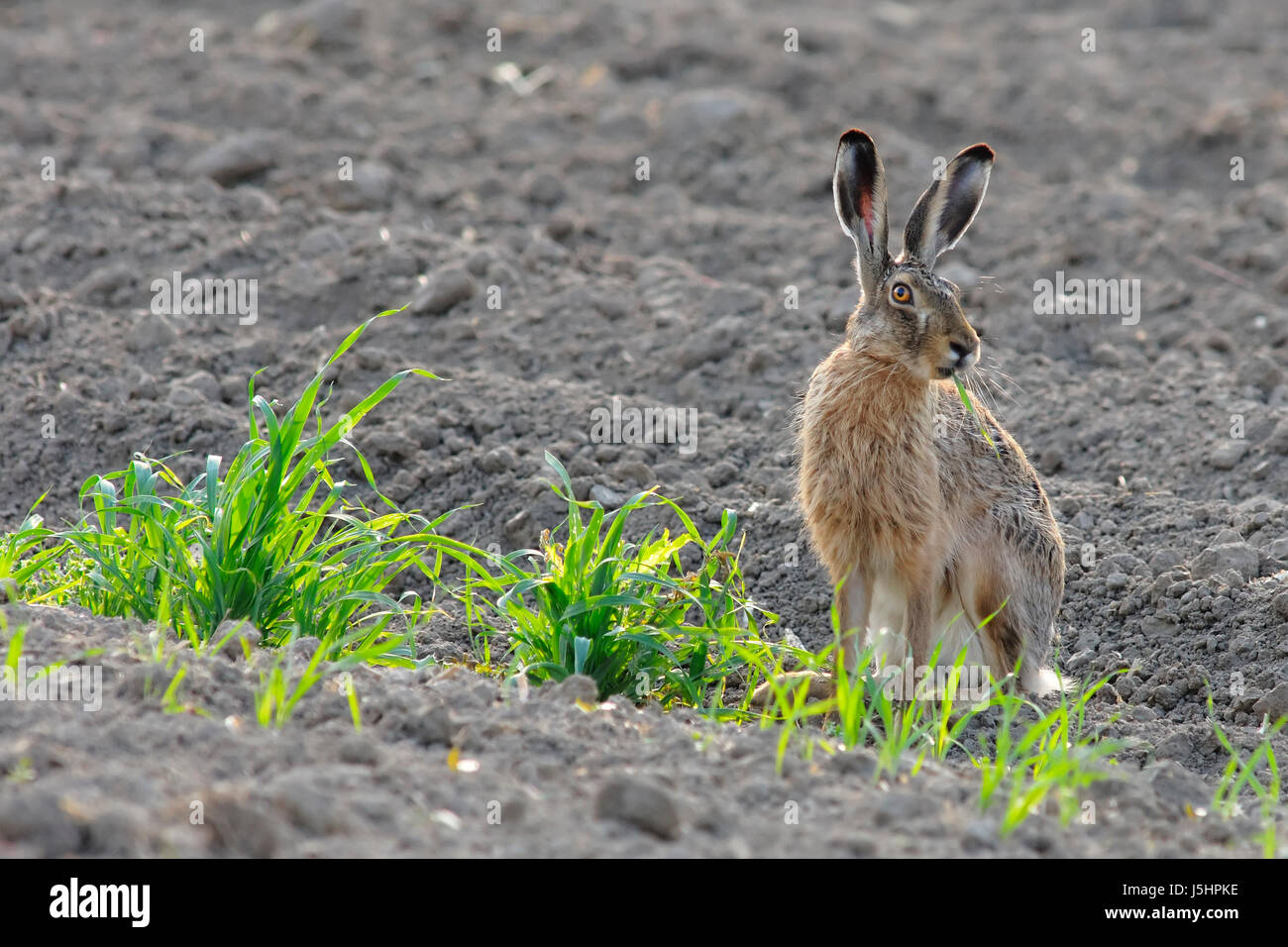 animal wild field eye organ rodent ears counter-light spring hare acre ...