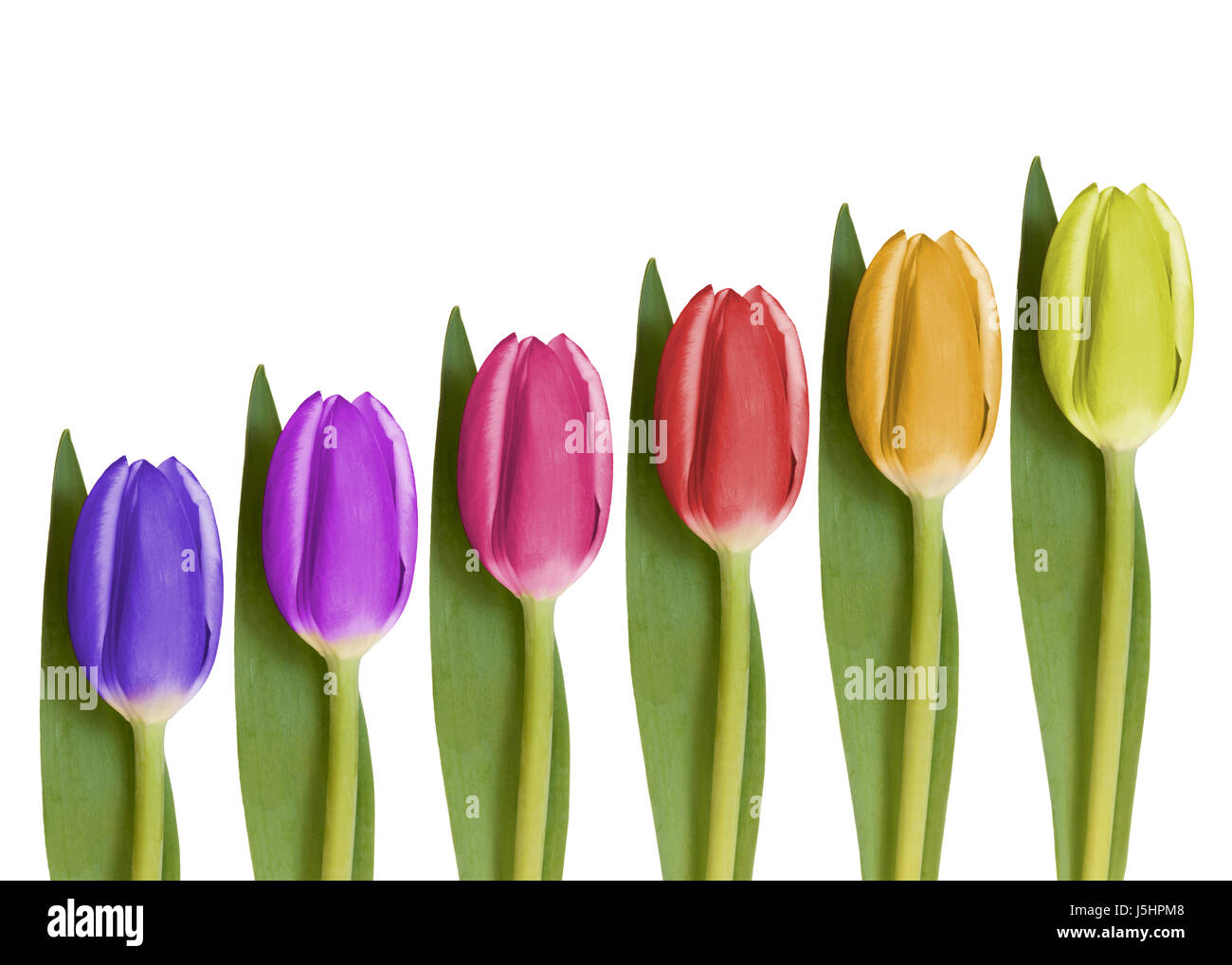 Gorgeous coloured tulip Cut Out Stock Images & Pictures - Alamy