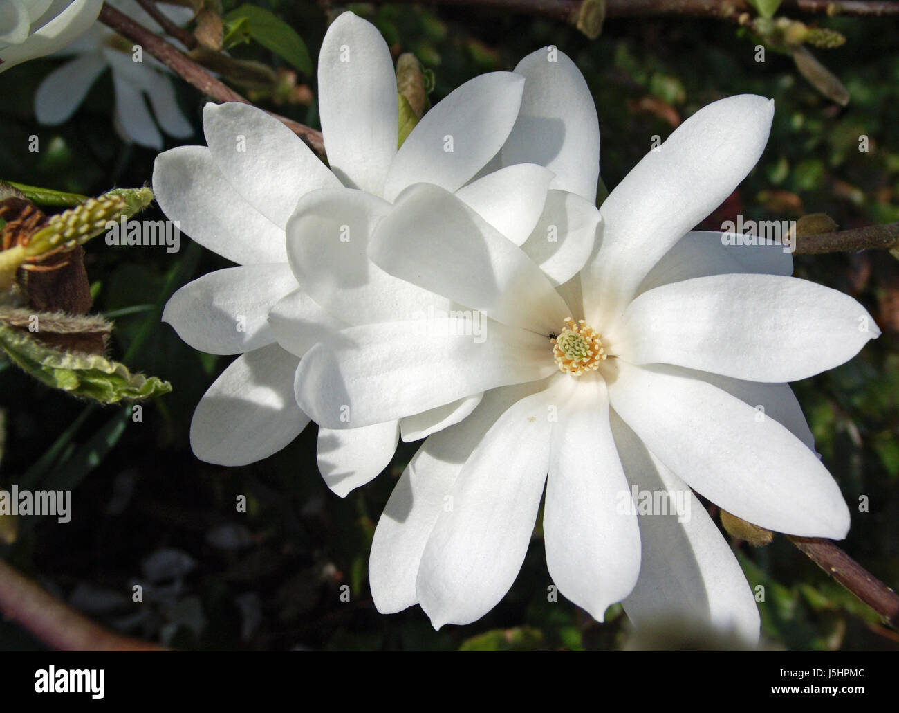 shine shines bright lucent light serene luminous garden bloom blossom ...