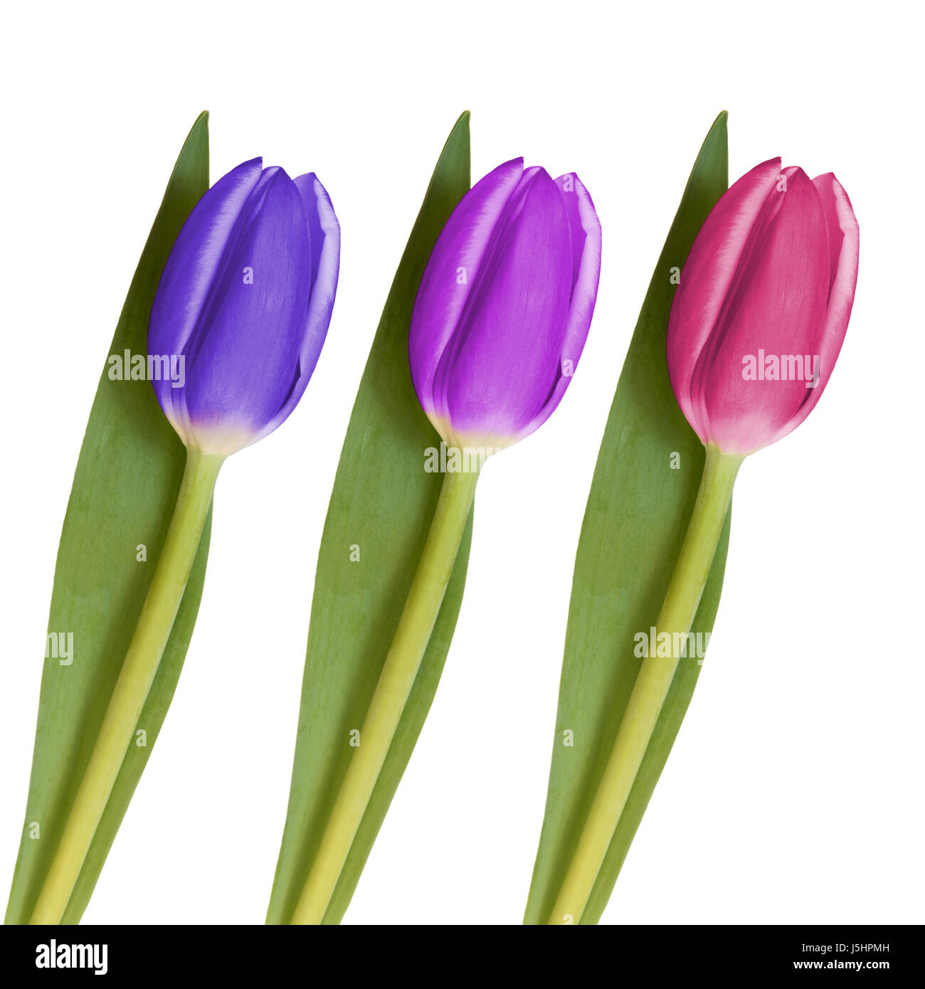 three tulips 1 Stock Photo - Alamy