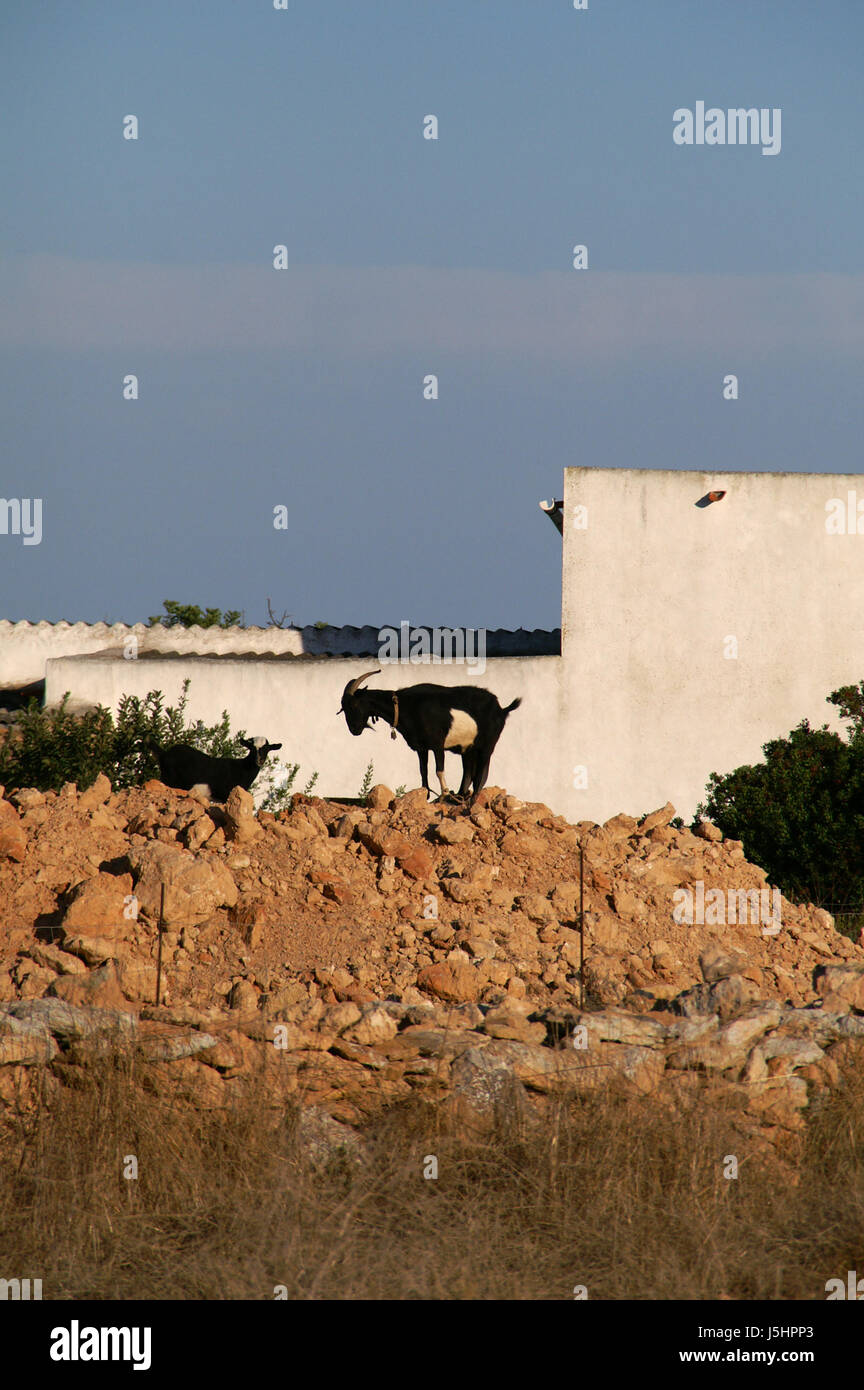 Gay goat hi-res stock photography and images - Alamy