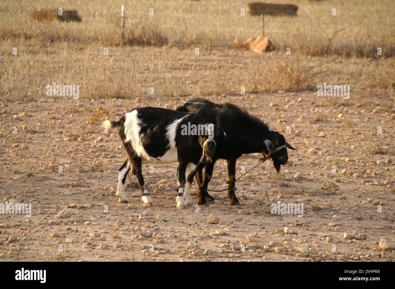 two anguished goats,formentera Stock Photo - Alamy