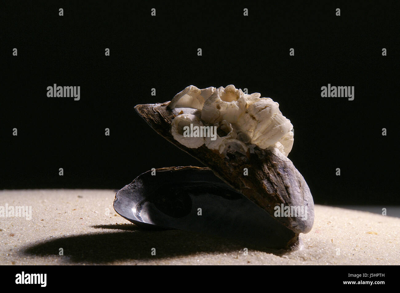 mussel in the sand Stock Photo - Alamy
