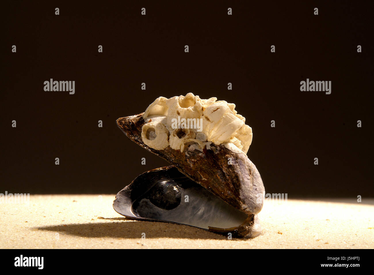 mussel in the sand Stock Photo - Alamy
