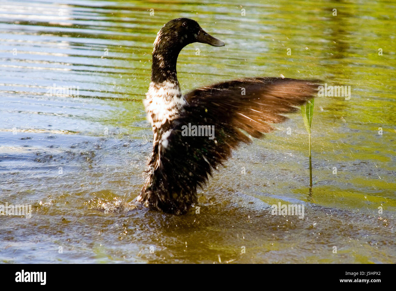 bird birds wing feathering duck fresh water pond water flutter flap ...