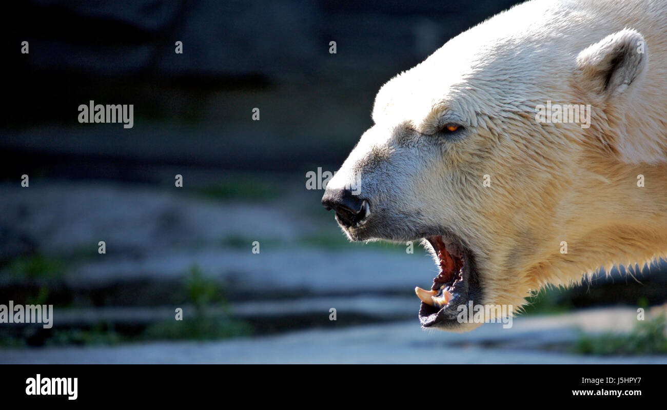 Bear shouting hi-res stock photography and images - Alamy