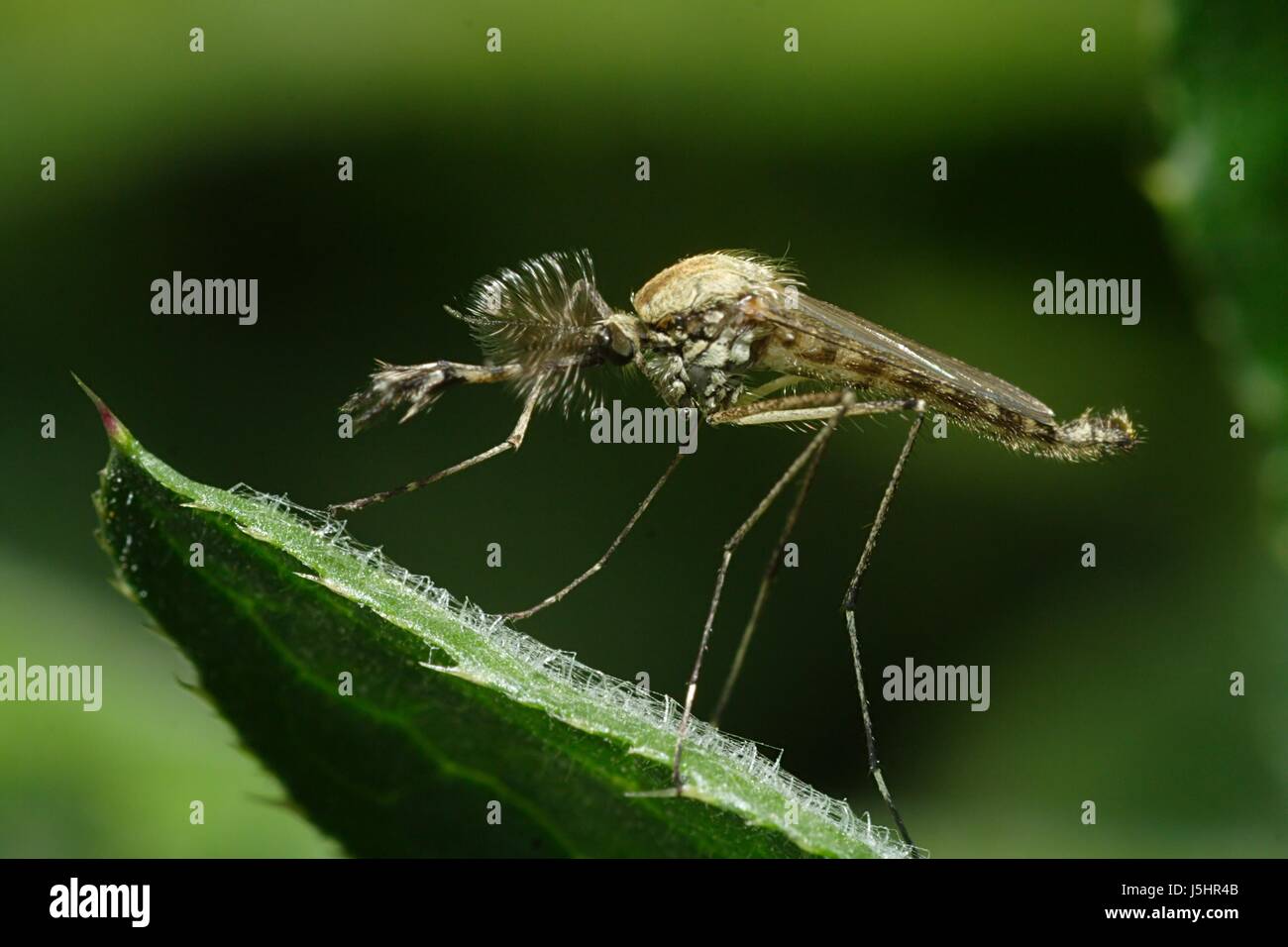 insect insects sting blood gnat vampire mosquito blood-sucker water ...