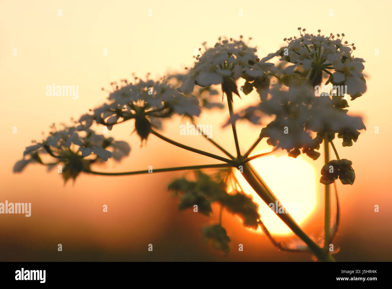flower plant lighted sunset meadow shine shines bright lucent light ...