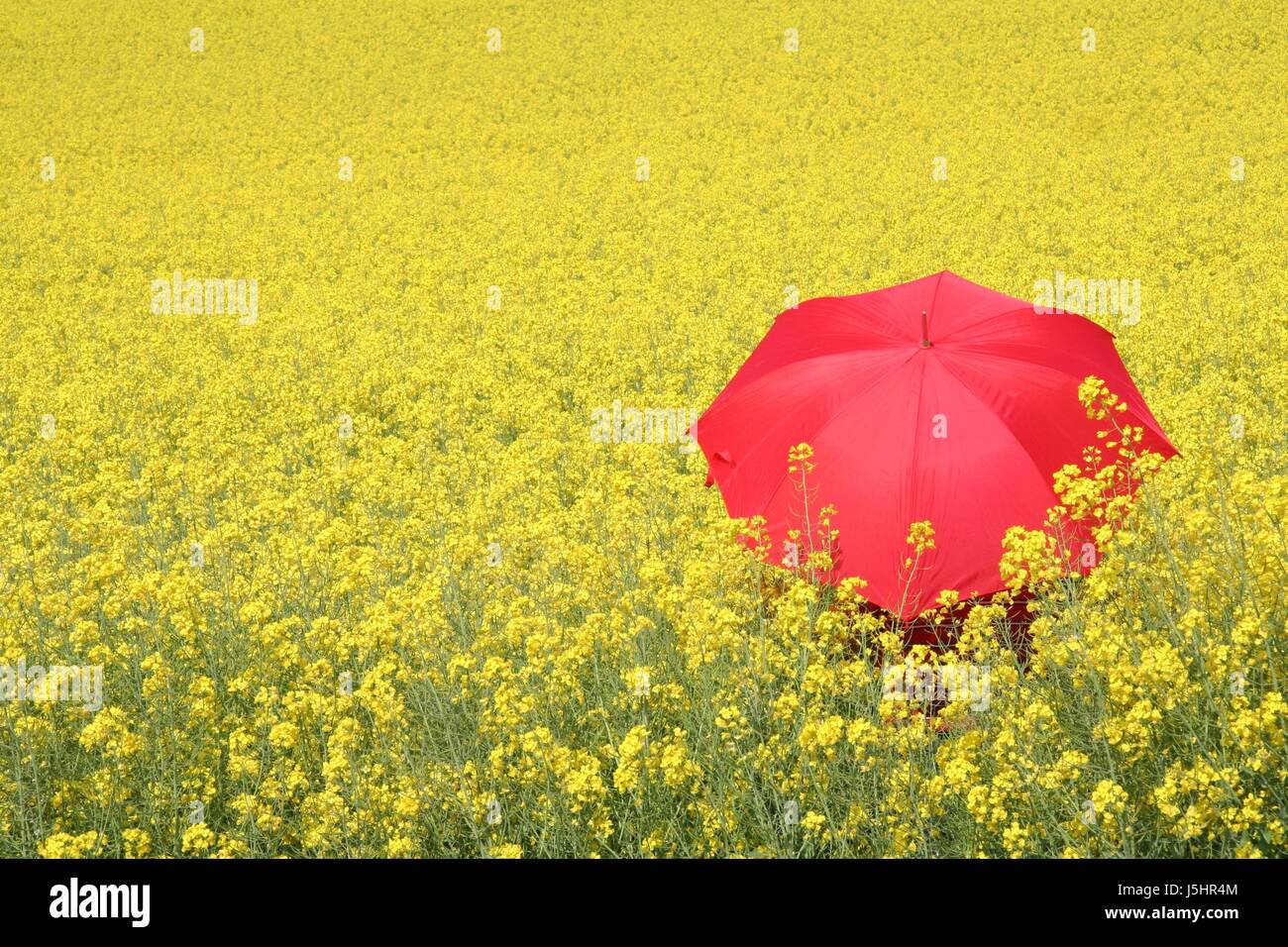 red and yellow Stock Photo - Alamy
