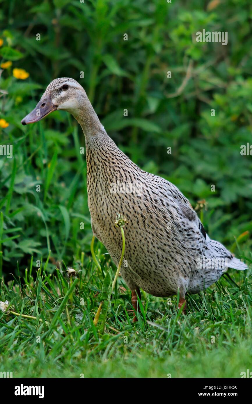 bird animals portrait birds ducks wildlife waterfowls waterfowl ...