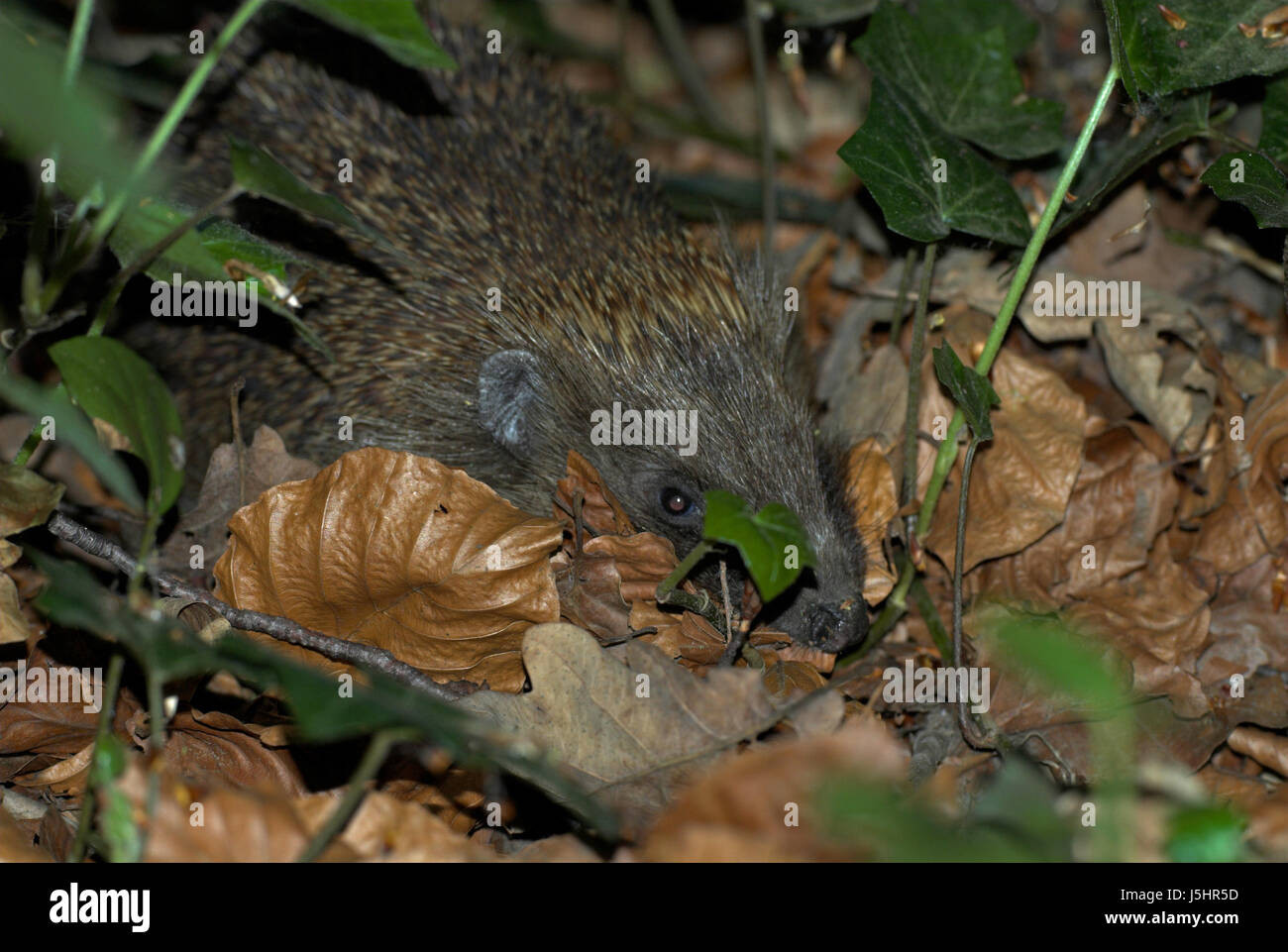 Igel nest hi-res stock photography and images - Alamy