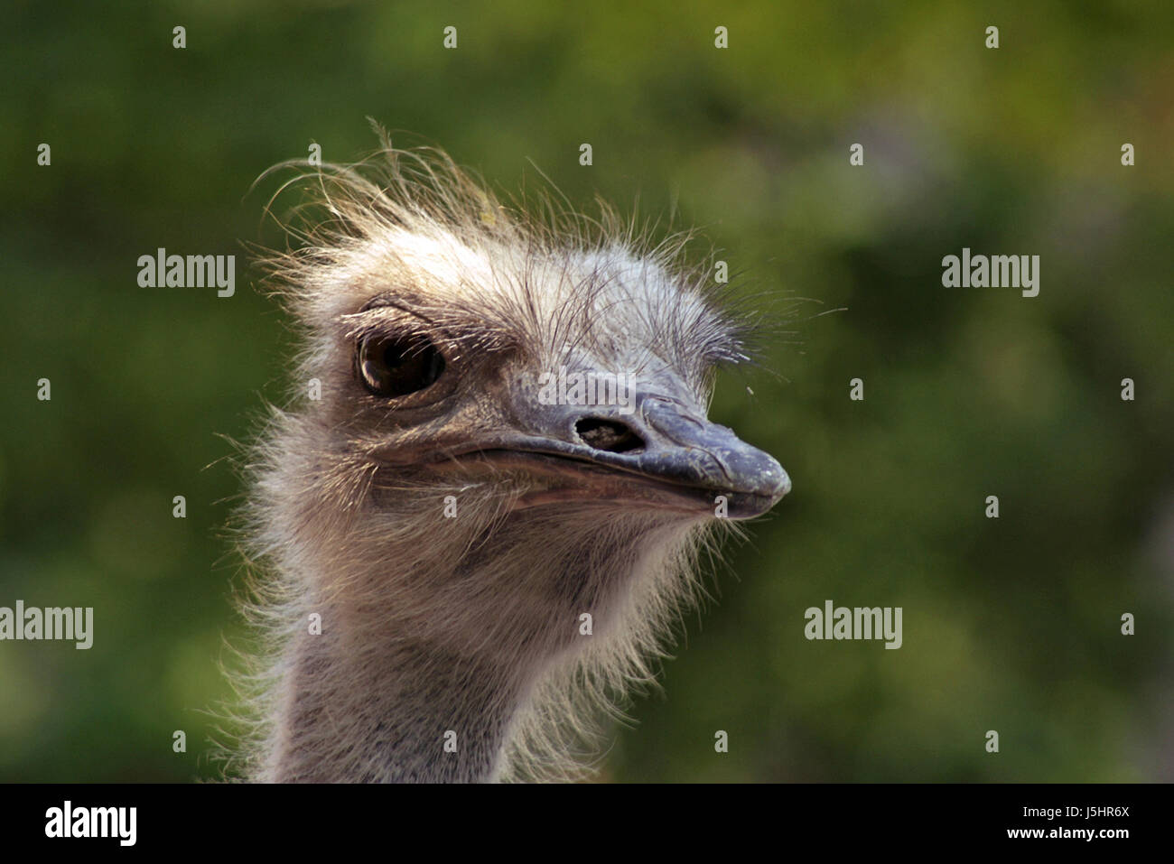 twinkle in the eye Stock Photo - Alamy