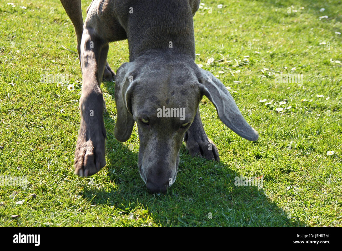 Hunter lurks hi-res stock photography and images - Alamy