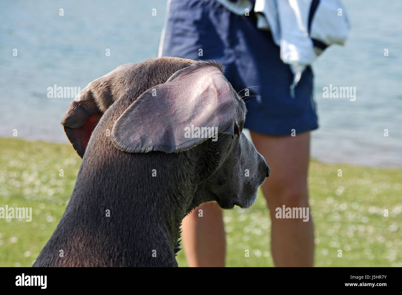 brave fresh water lake inland water water pedigree dog attentive dog ...