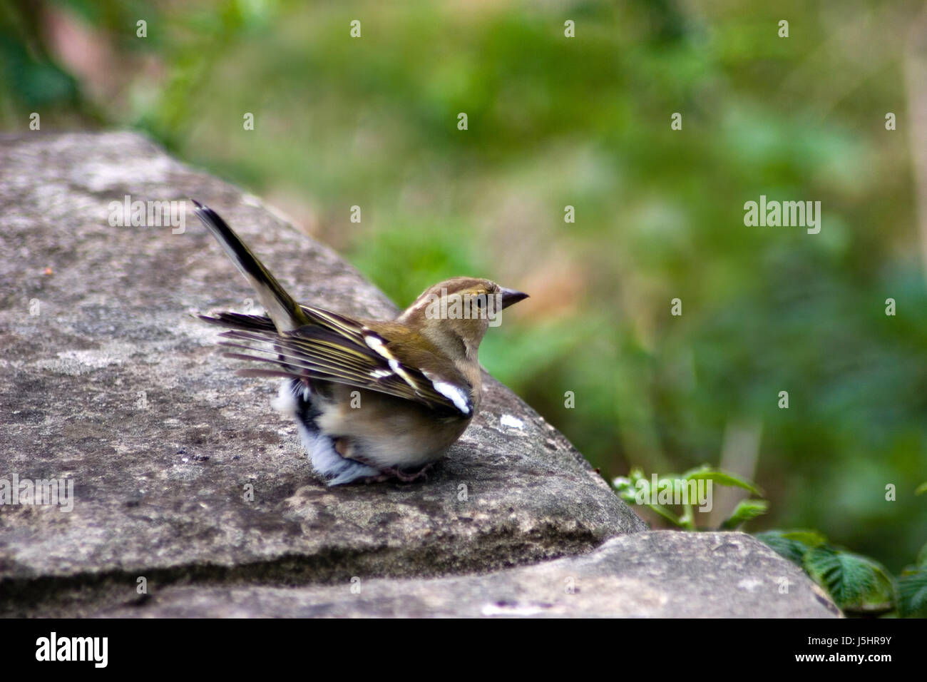 female bird birds crouch wing freedom liberty feathers beak feathering ...