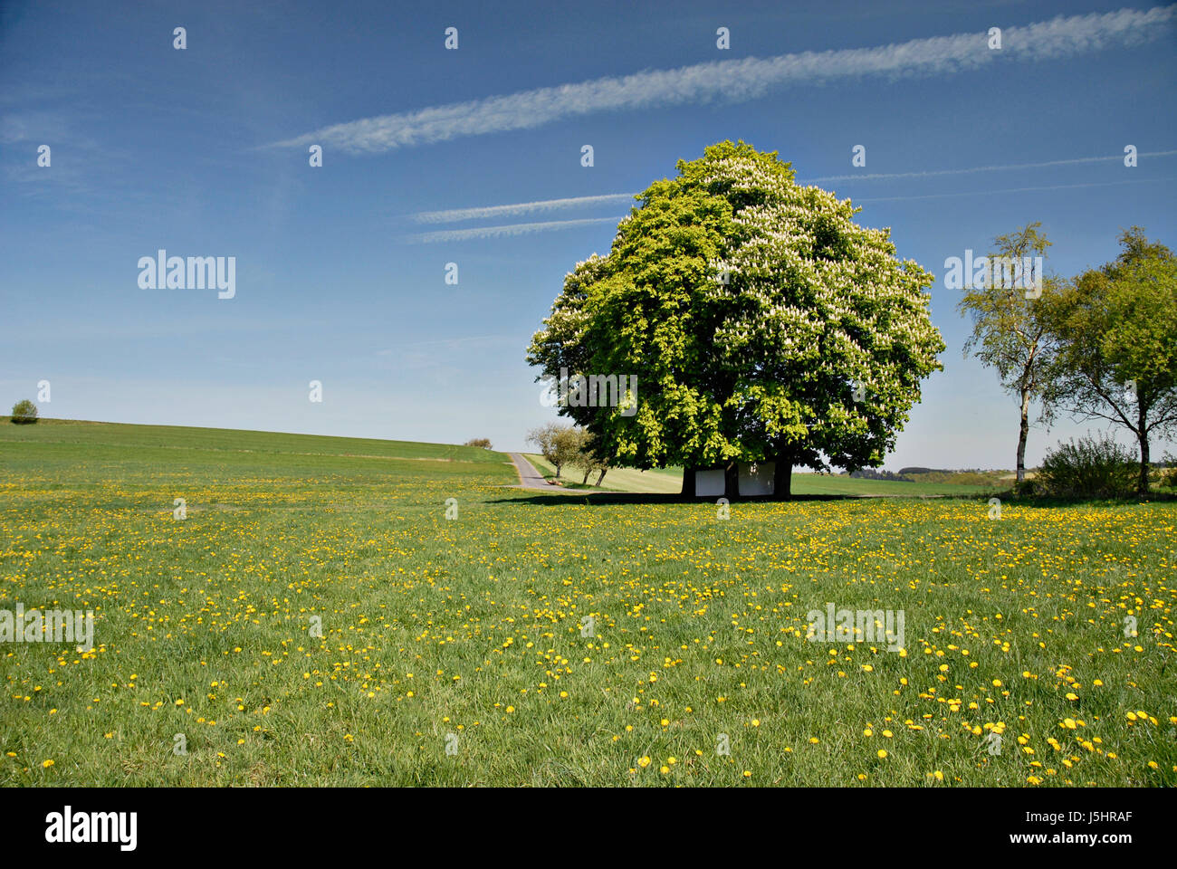 Chestnut copse hi-res stock photography and images - Alamy