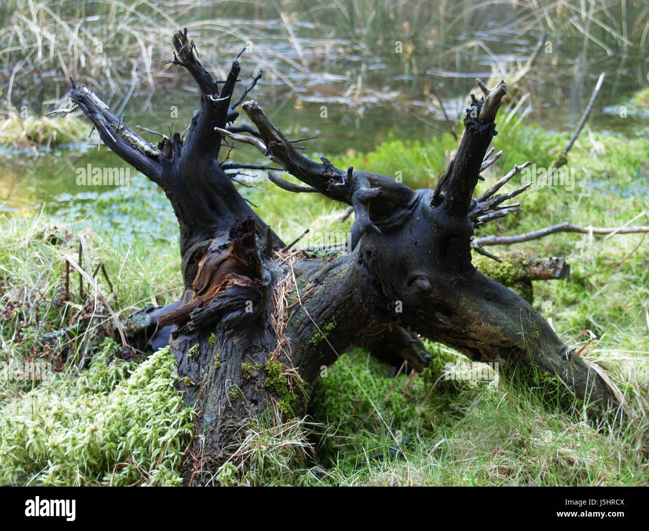 swamp,root,fen,moss,fresh water,pond,water,snaggy,lake,inland water ...
