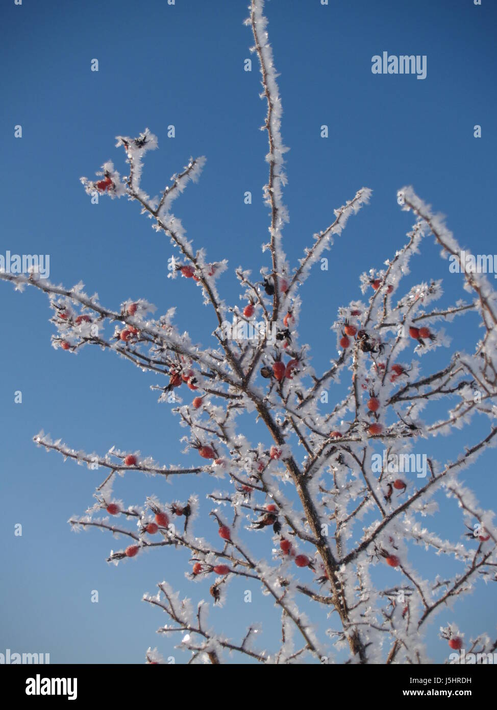 winter flower rose plant ripe progenies fruits frost branch shrub bush ...