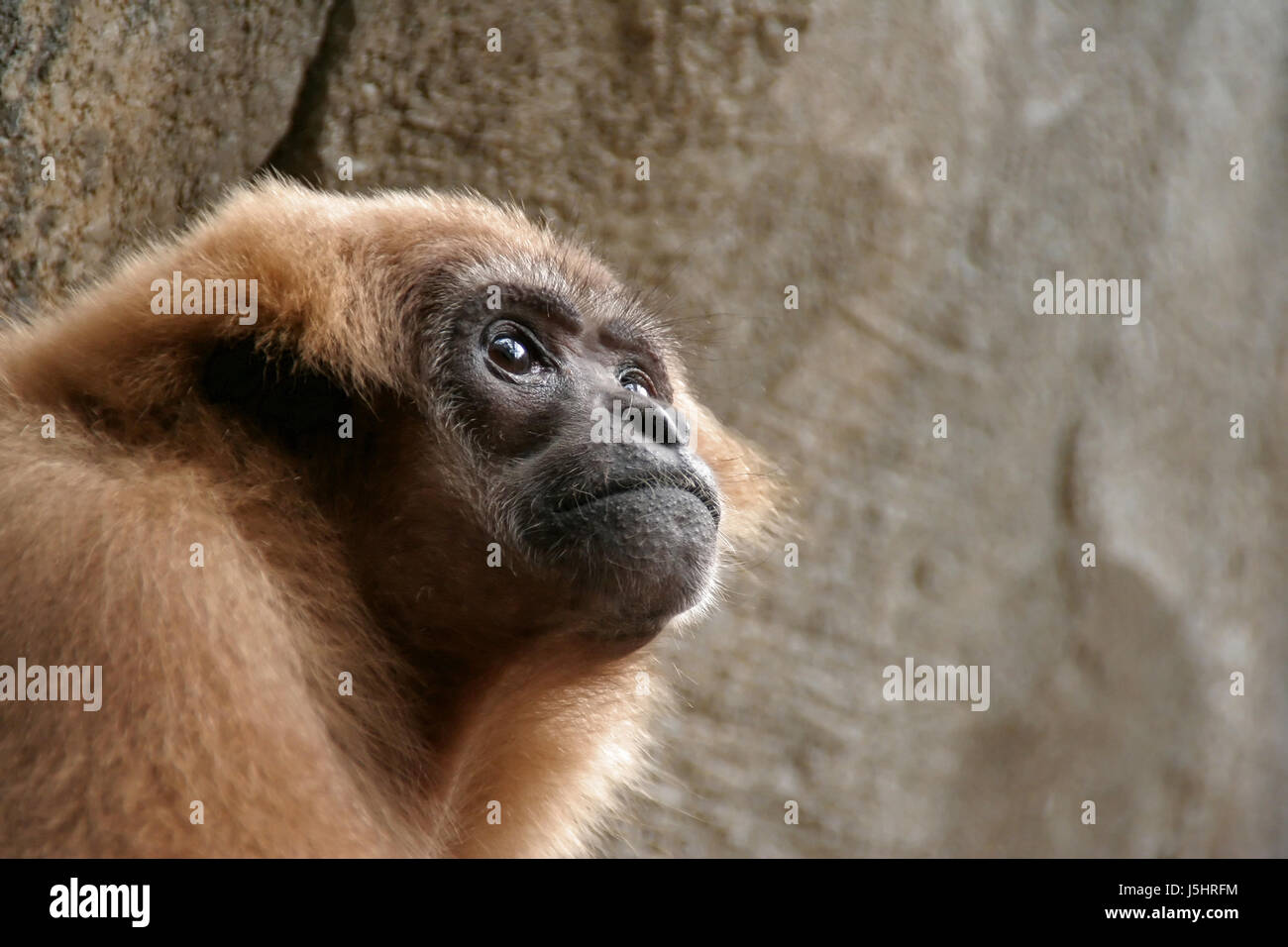 mammal sad monkey eyes look glancing see view looking peeking looking ...