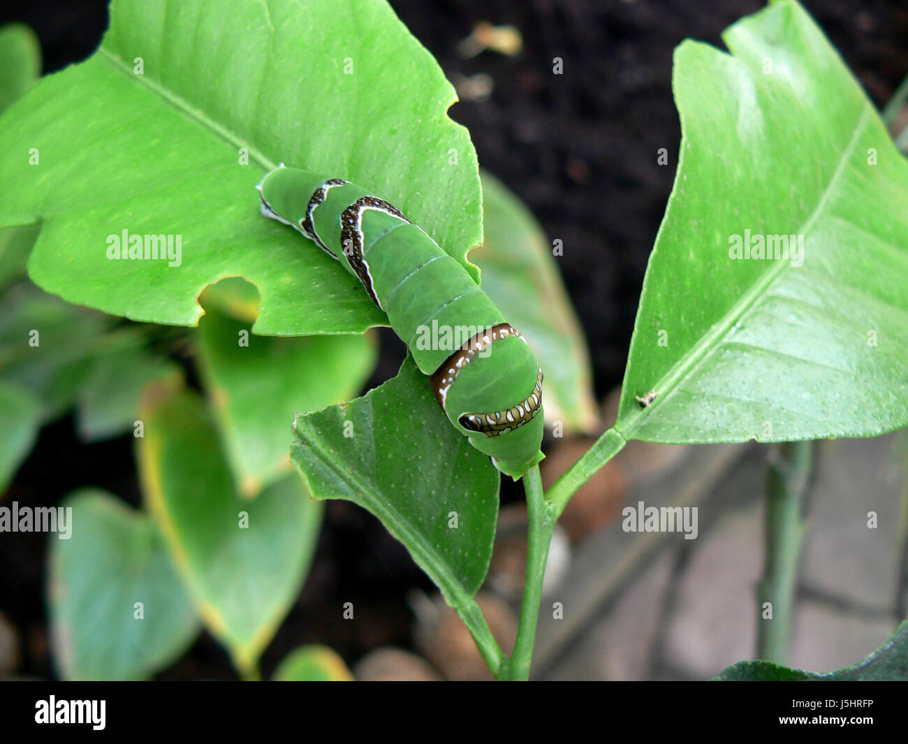 leaf insect green asia butterfly indonesia exotic moth caterpillar ...