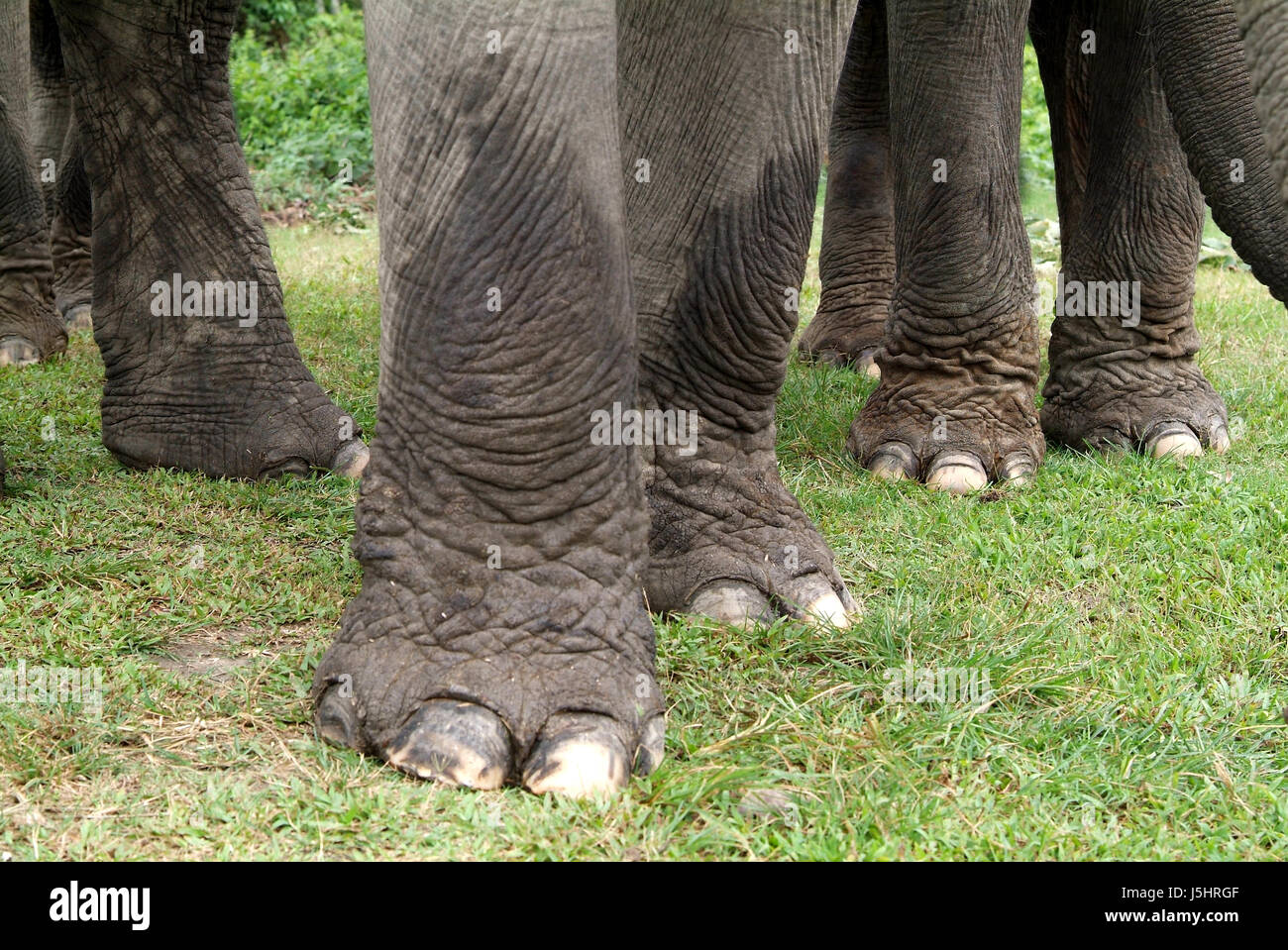 legs green asia india toes elephants leg backdrop background grey gray ...