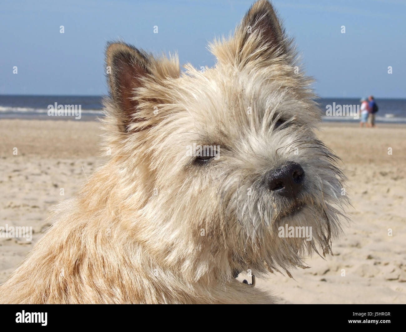 animal pet beach seaside the beach seashore skin dog beastly beige ...