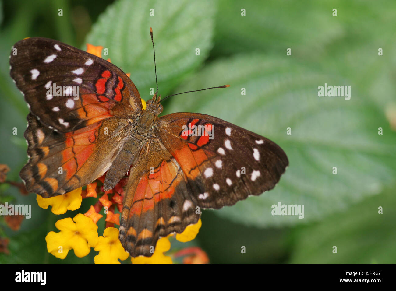insect butterfly wing moth ruddiness red anartia edelfalter nymphalidae ...