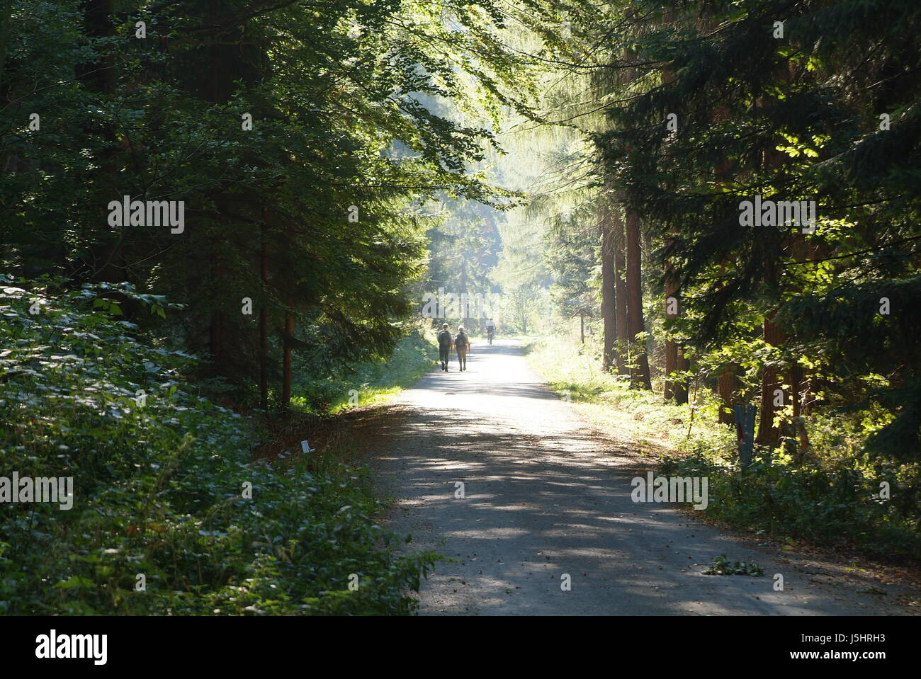 shine shines bright lucent light serene luminous tree trees hike go ...