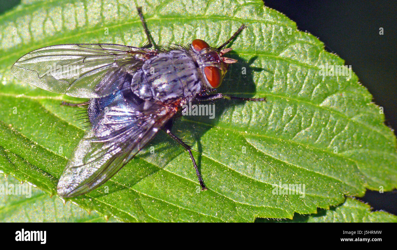 fly [calliphora vomitoria] Stock Photo - Alamy