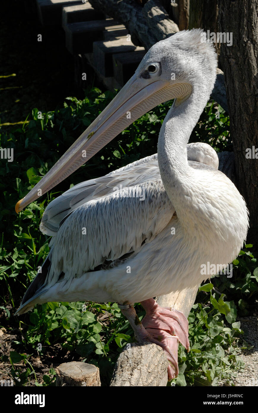 pelikan in pose Stock Photo - Alamy