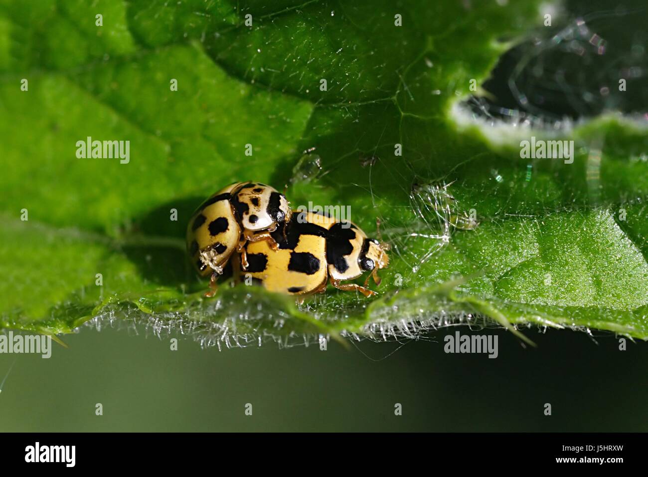 insect insects green beetle spring propagation increase mating mate ...