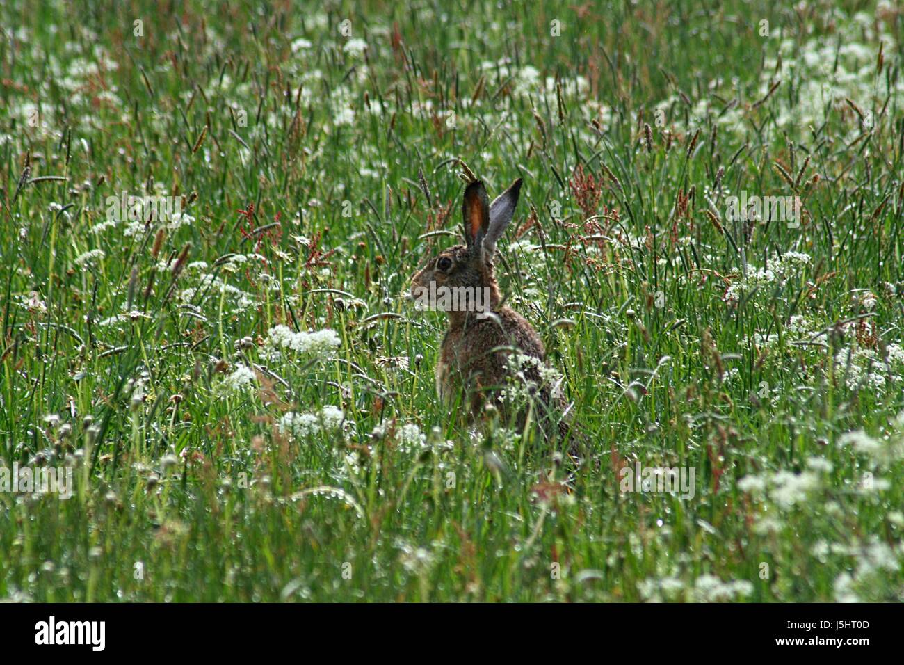 field rodent hare fields wildlife gnawers hares meadow grass lawn green bunny Stock Photo - Alamy
