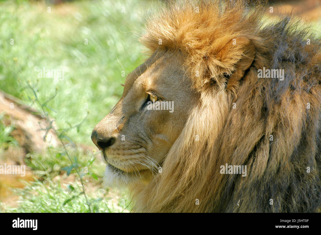 fauna wild animals lion cat big cat feline predator predator animal ...