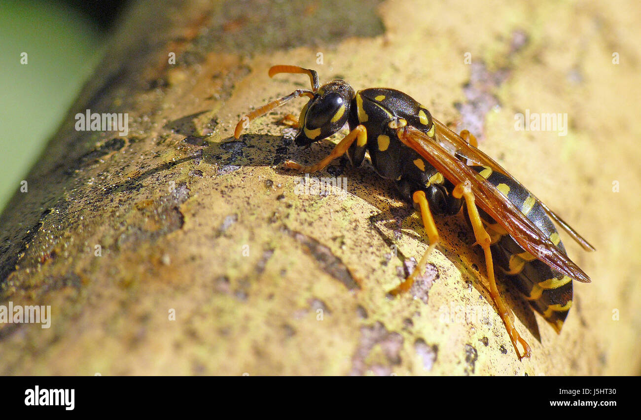 legs macro close-up macro admission close up view detail insect eye ...
